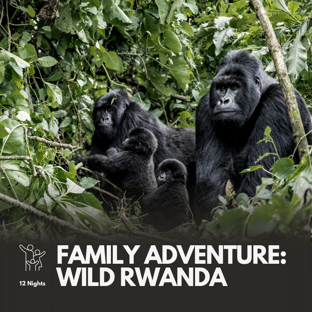 Family Adventure: Wild Rwanda - Earth Dog Travel